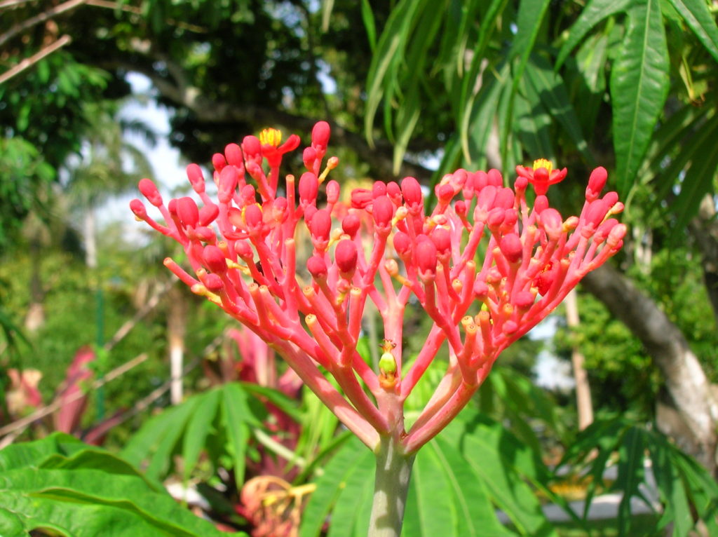 Name That Plant IV ANSWER: Coral Plant | Edison and Ford Winter Estates
