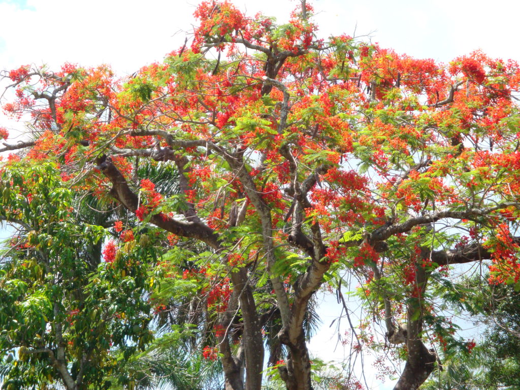 Local Favorite: Poincianas in Full Bloom Now - Edison and Ford Winter ...