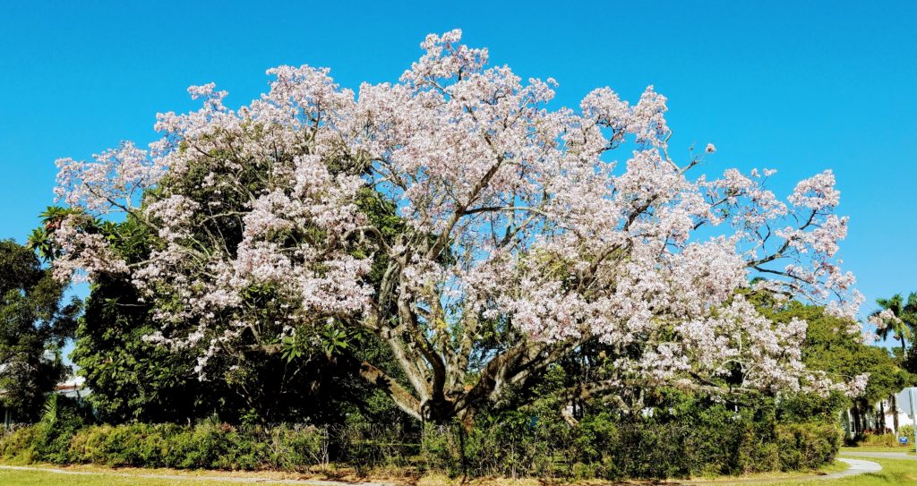 Pink in the Trees: Must Be Fall in Southwest Florida! - Edison and Ford ...