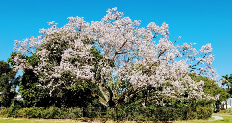 Pink in the Trees: Must Be Fall in Southwest Florida! - Edison and Ford ...