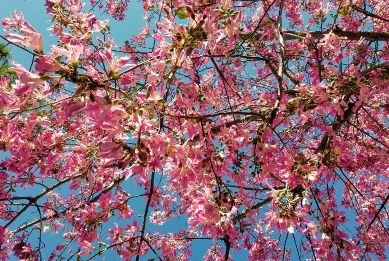 Pink in the Trees: Must Be Fall in Southwest Florida! - Edison and Ford ...