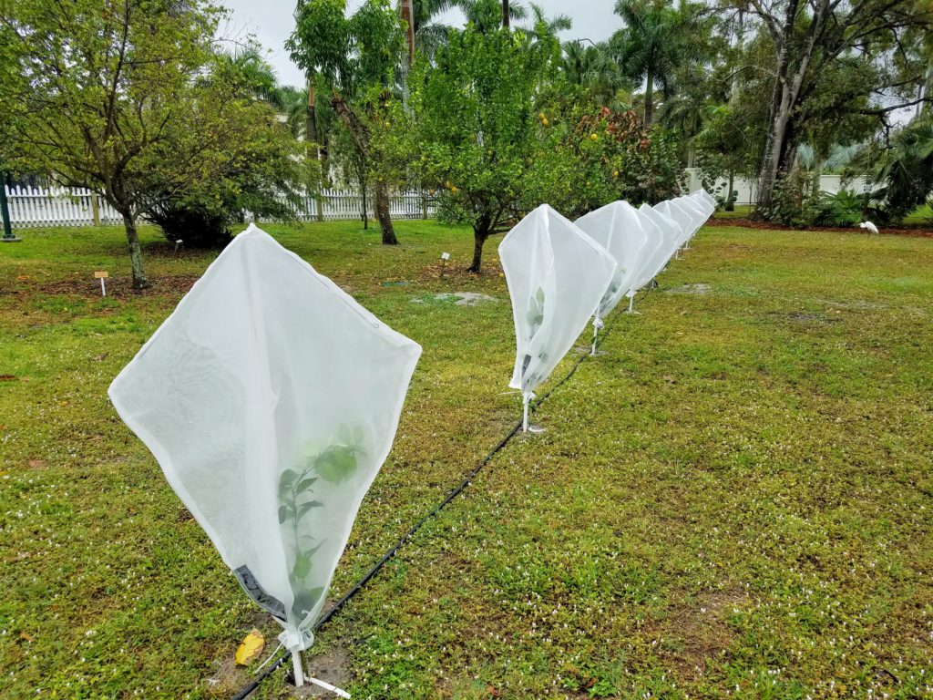 What Is On the Trees at the Ford Estate? - Edison and Ford Winter Estates